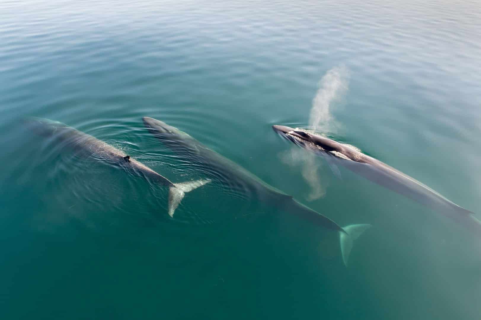 Japan authorises slaughter of vulnerable fin whales - Whale & Dolphin ...