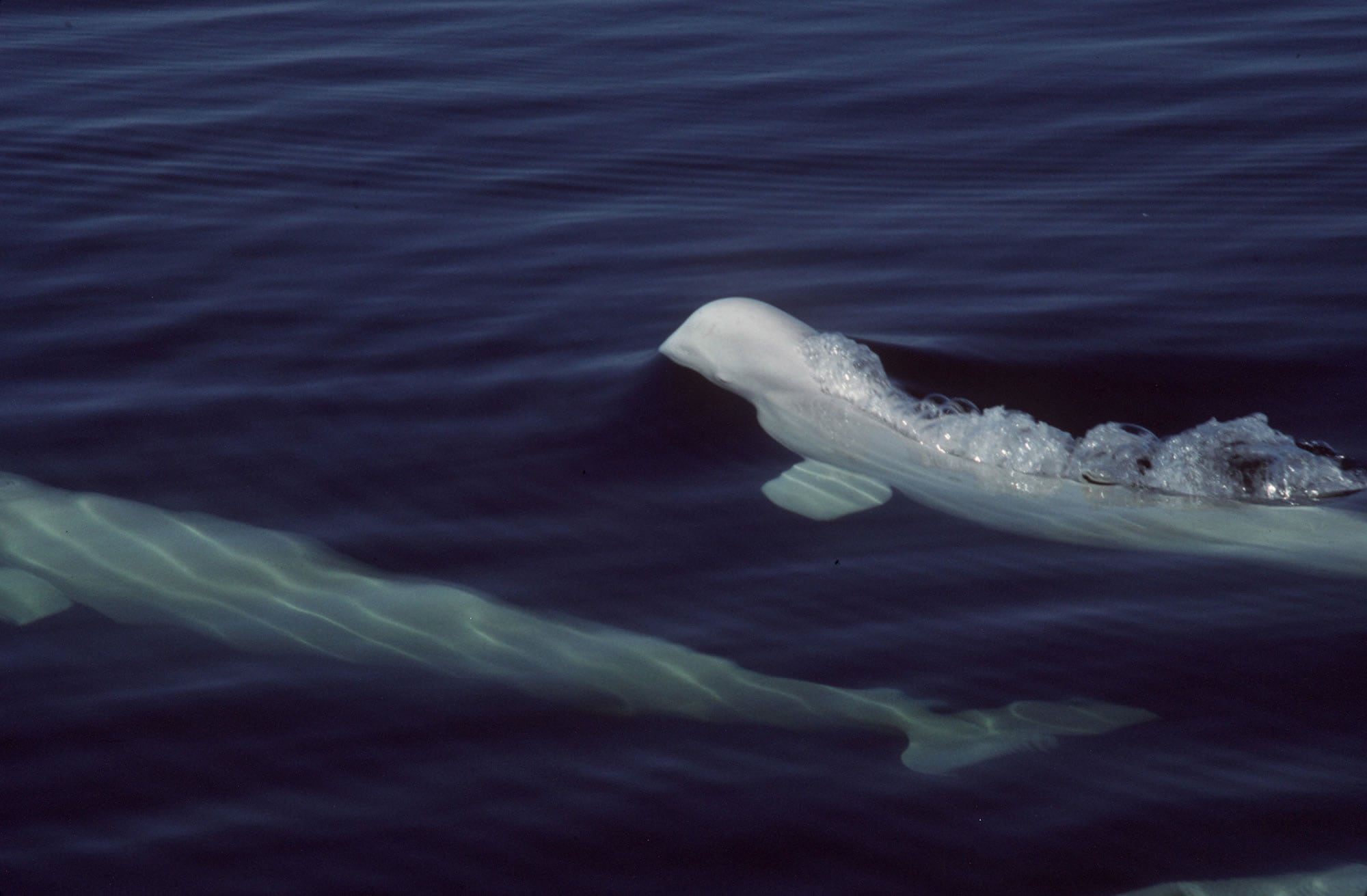 What are ten facts about beluga whales? - Whale and Dolphin Conservation