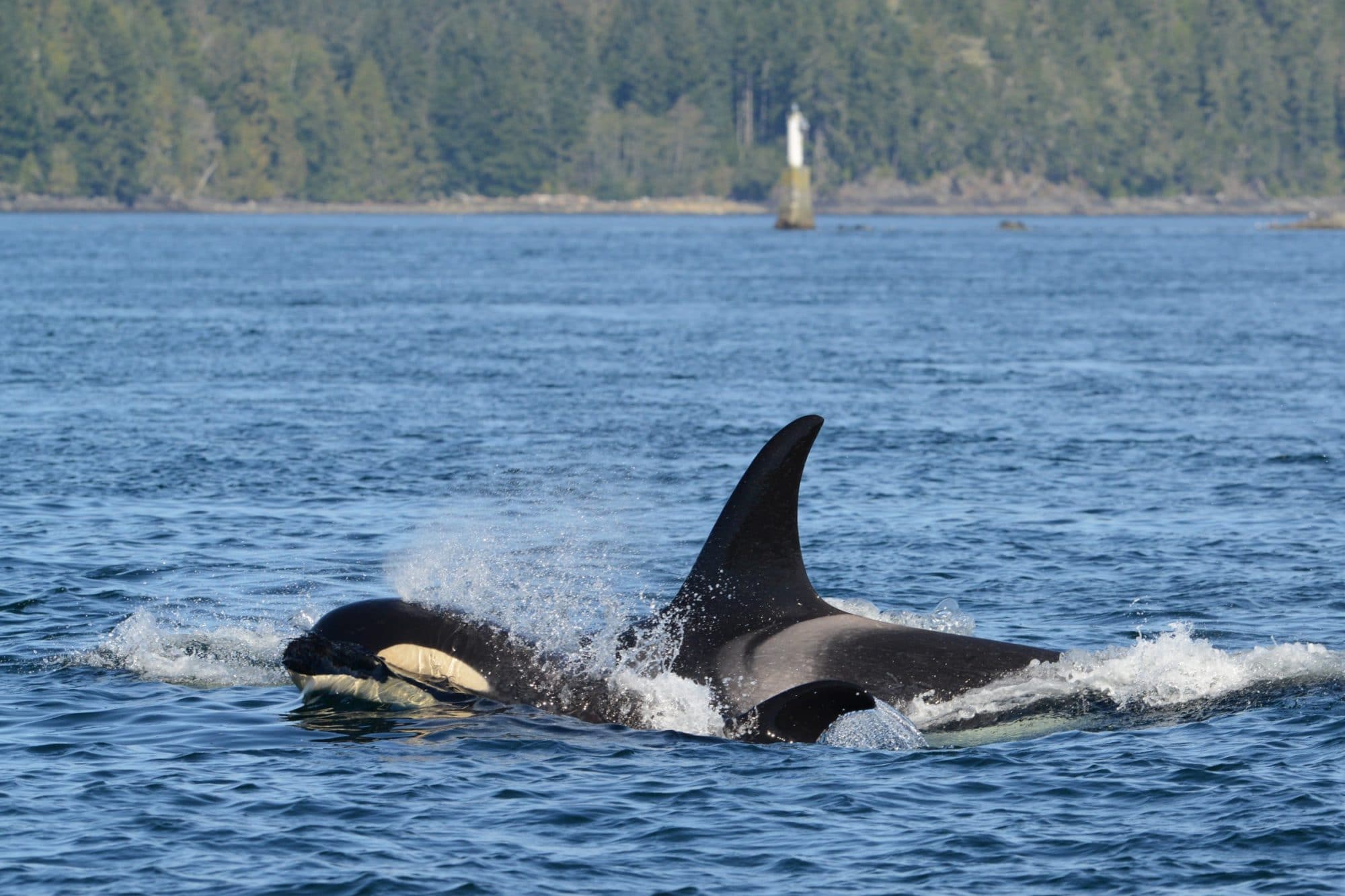 Full selection - Whale and Dolphin Conservation