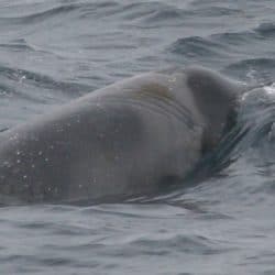 Strap-toothed beaked whale - Whale and Dolphin Conservation