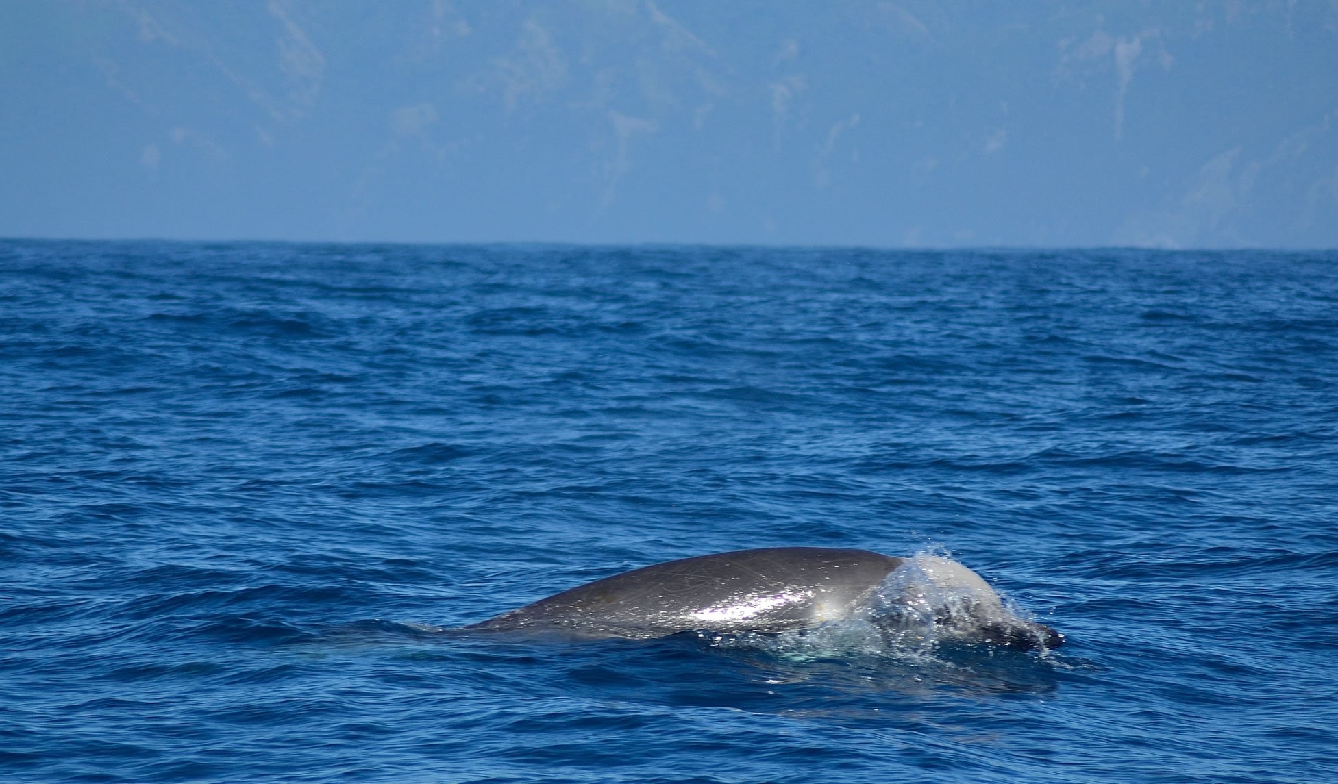 Shepherd's beaked whale - Whale and Dolphin Conservation