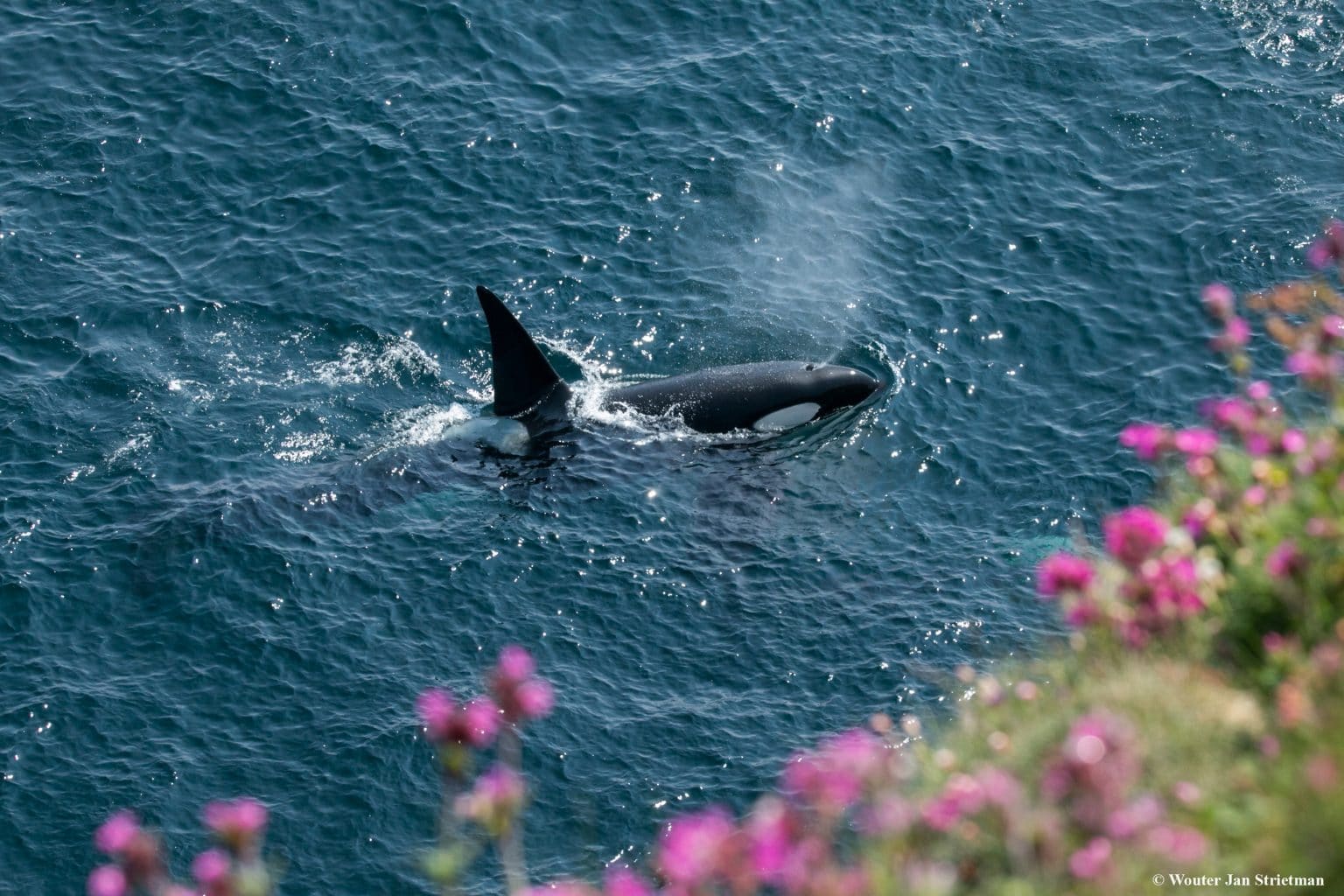 Time and tide - orca seasons around the British Isles - Whale and ...