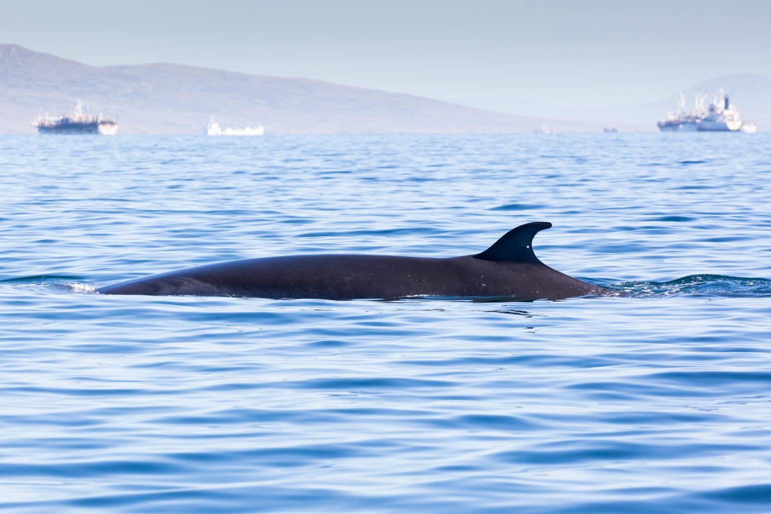 Celebrating a major milestone towards protecting endangered sei whales ...