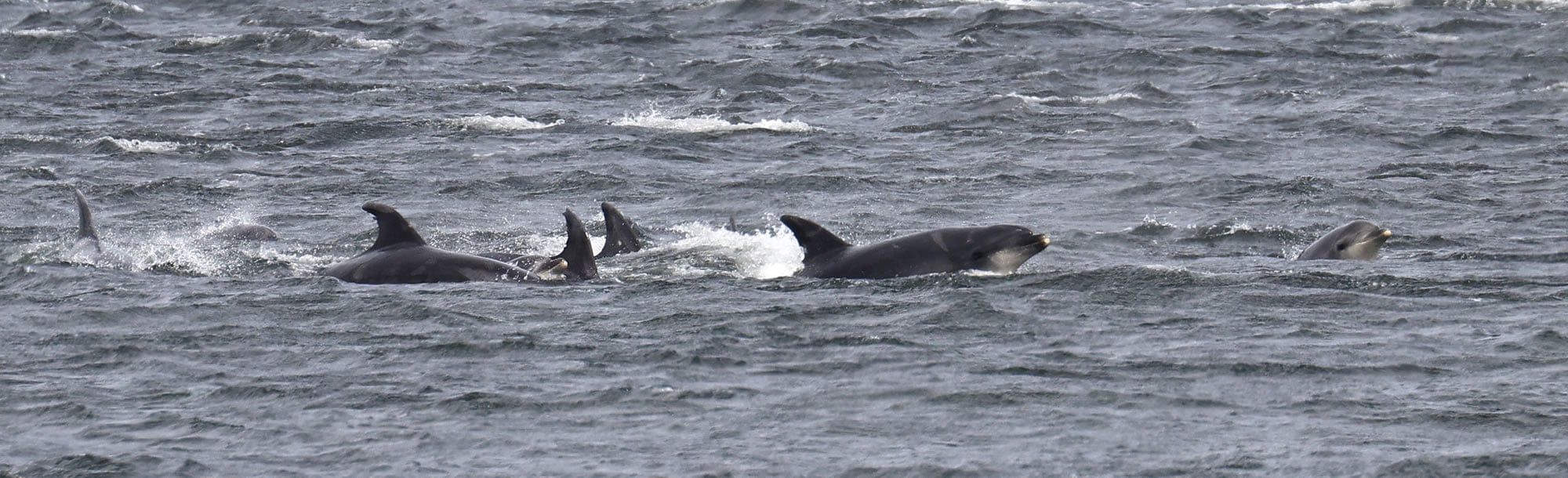 Two dolphins die after unusual visit by pod in Scotland - Whale and ...