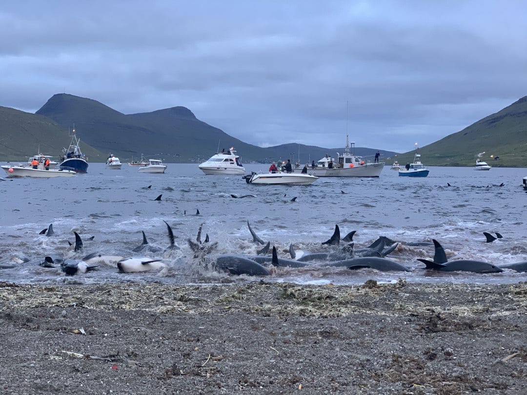 Why do the Faroe Islands hunt pilot whales? - Whale and Dolphin ...