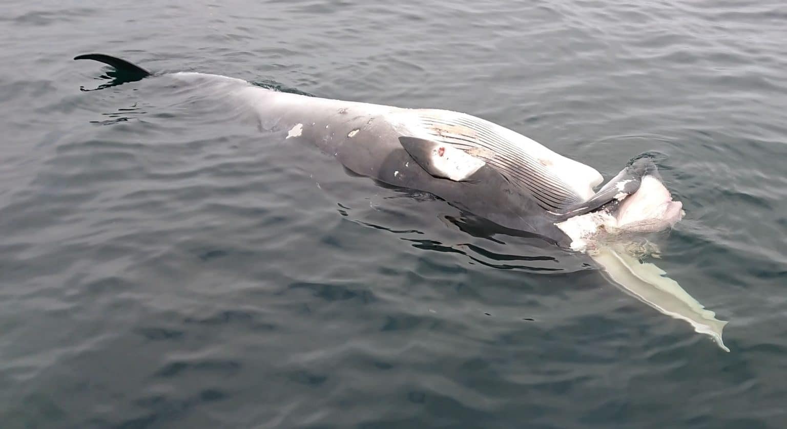 Report reveals huge scale of wildlife deaths in UK commercial fishing ...