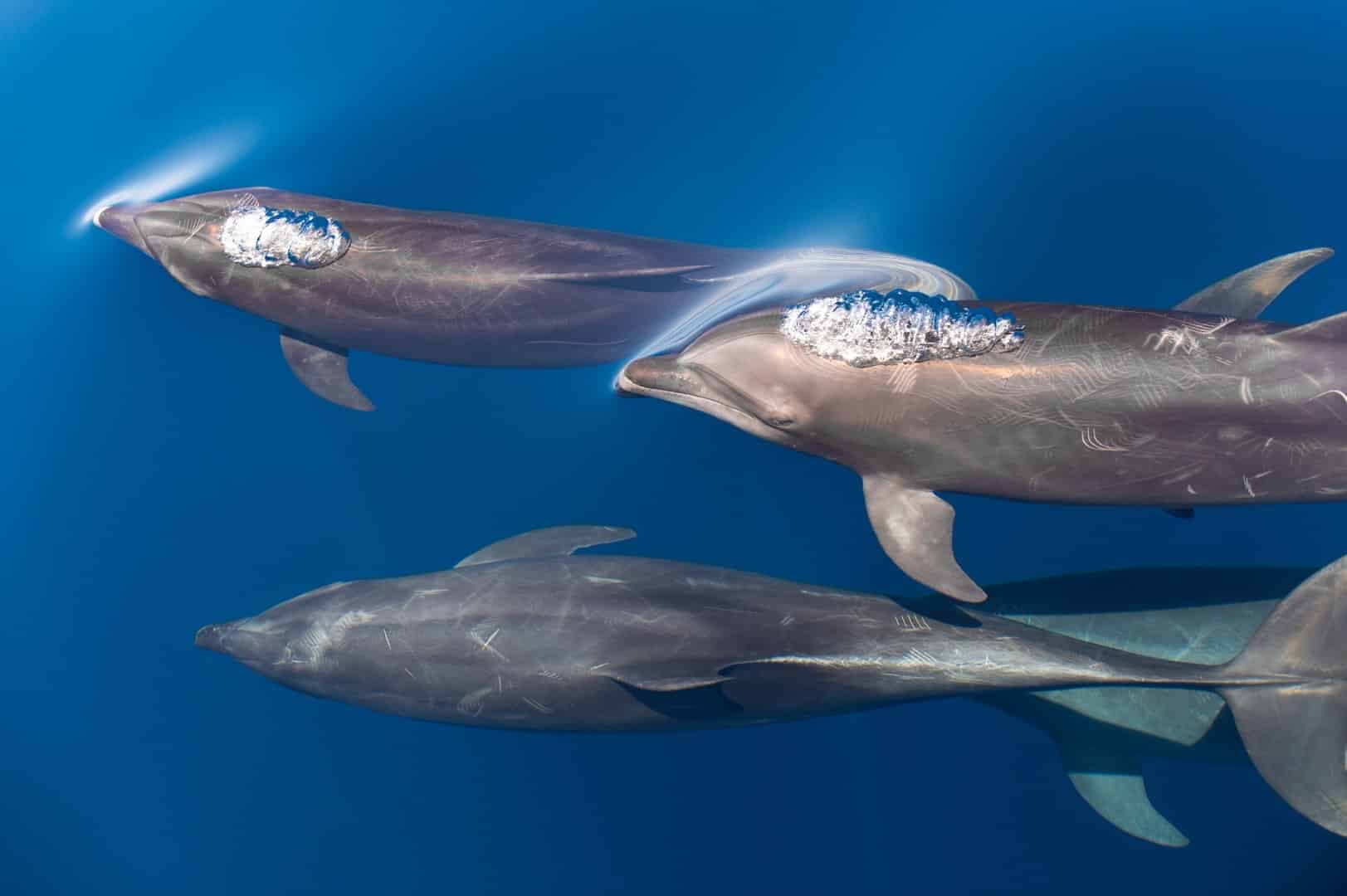 Dolphins catch fish using giant shell tools - Whale and Dolphin ...