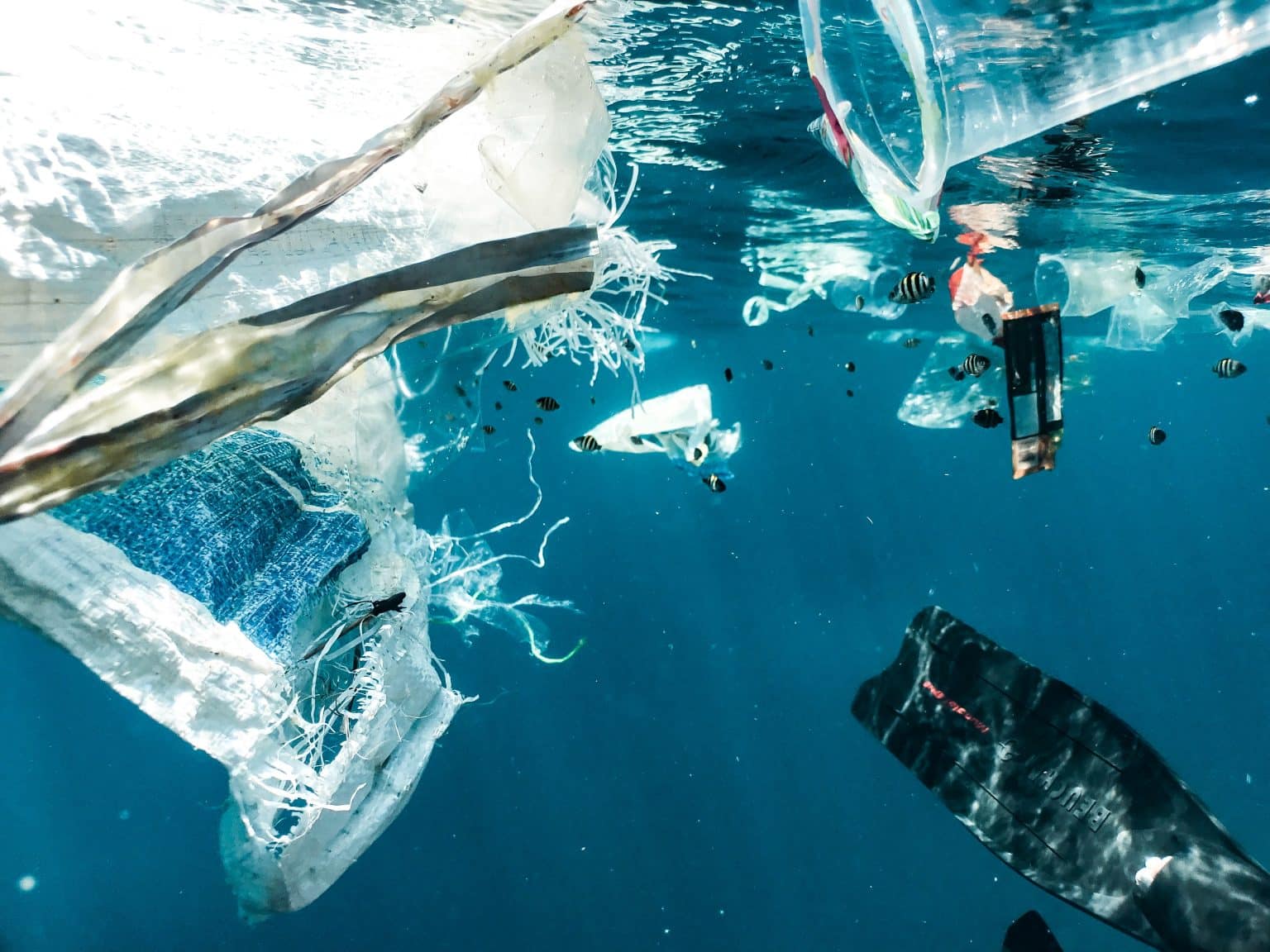 Blue whales and the menace of microplastics - how we’ll solve this ...