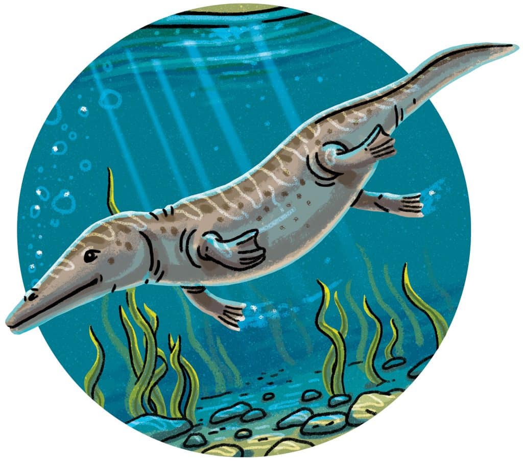 How did whales end up living in the ocean? - Whale and Dolphin Conservation
