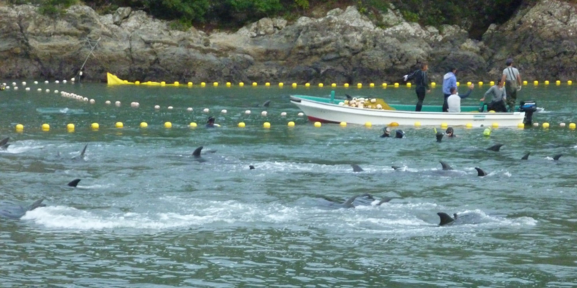 Loved and killed - whales and dolphins in Japan - Whale and Dolphin ...
