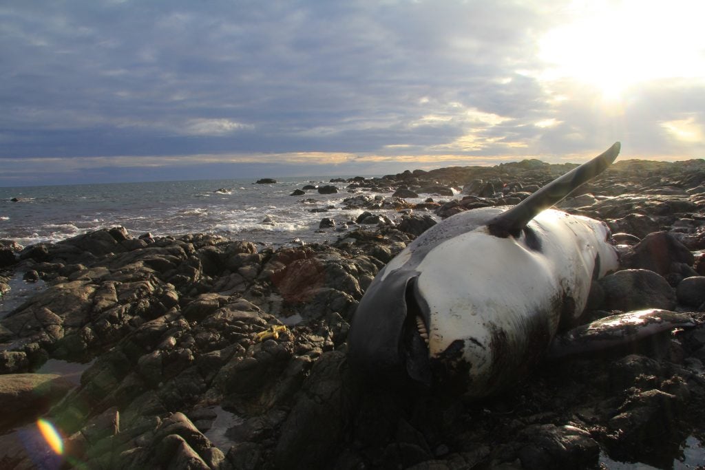 New WDC pollution report points to UK toxic tragedy - Whale and Dolphin ...