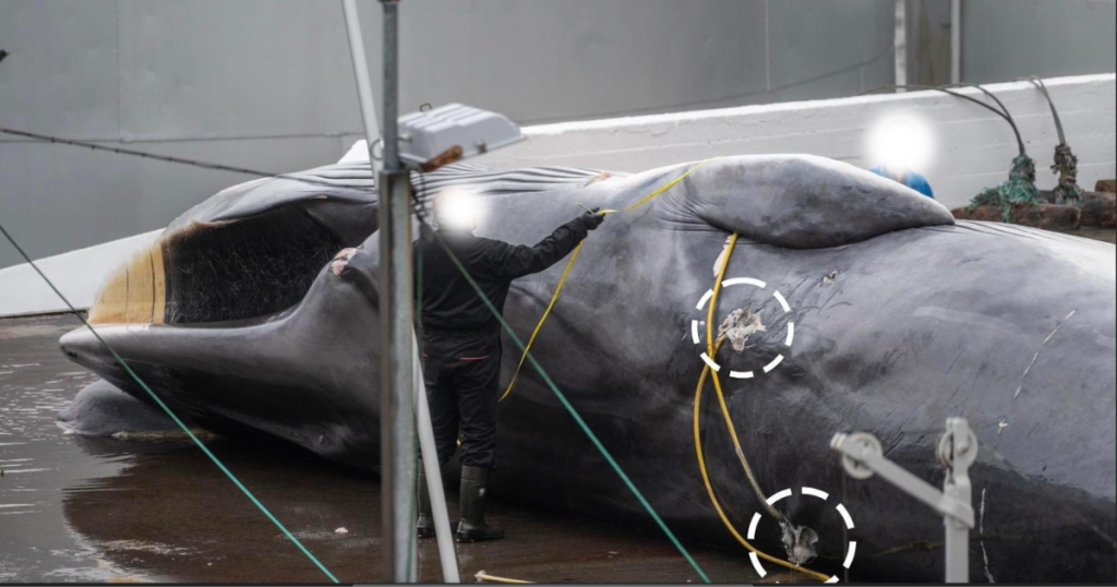Is whaling cruel? - Whale and Dolphin Conservation