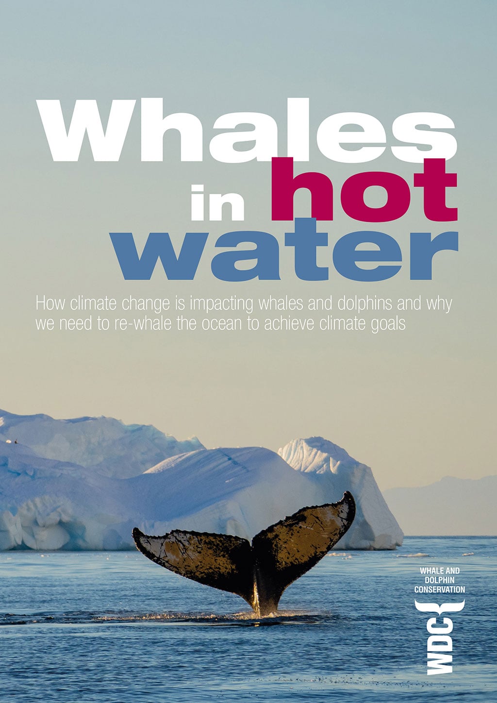 Our climate report highlights dramatic impacts on whales and dolphins ...