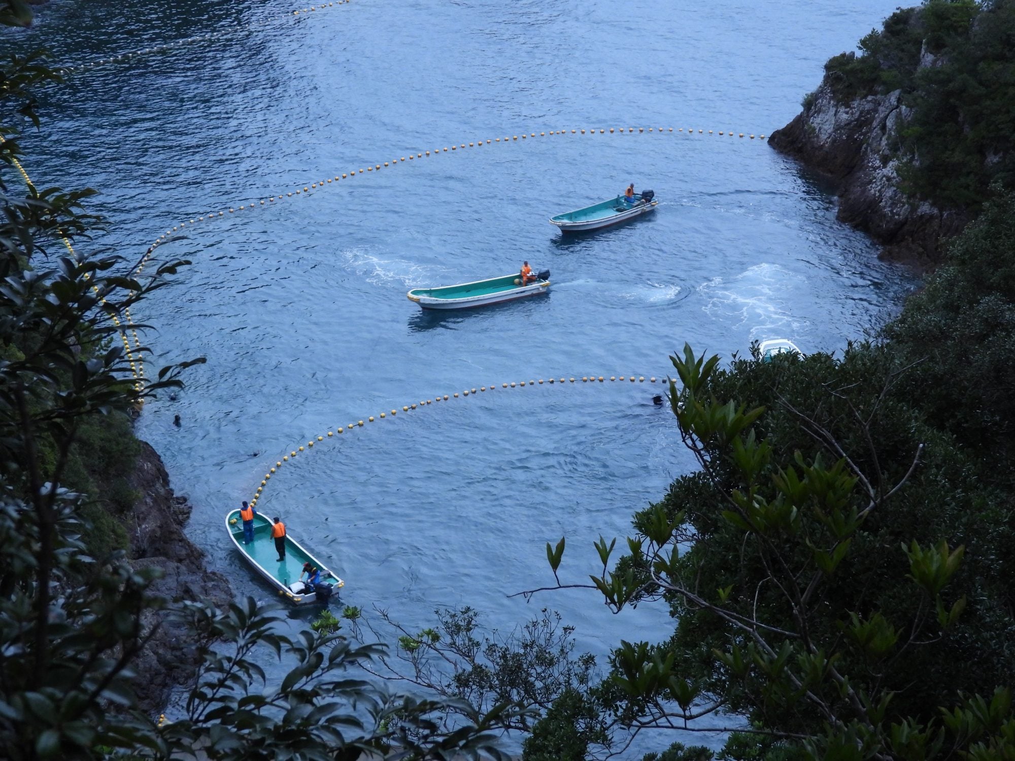 Save dolphins - Stop dolphin hunts - Whale and Dolphin Conservation