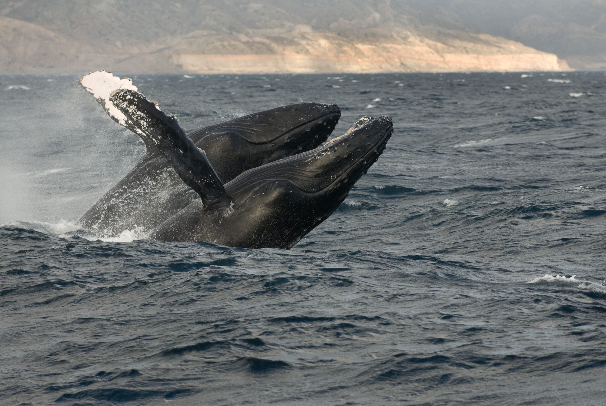 Why do humpback whales wear seaweed wigs? - Whale and Dolphin Conservation