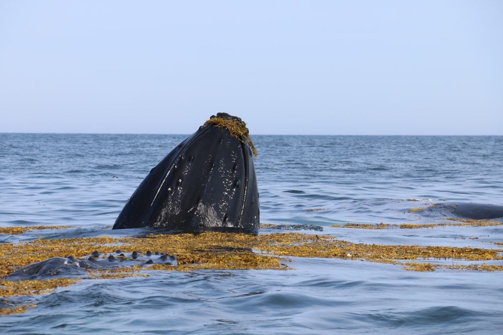 Why do humpback whales wear seaweed wigs? - Whale and Dolphin Conservation