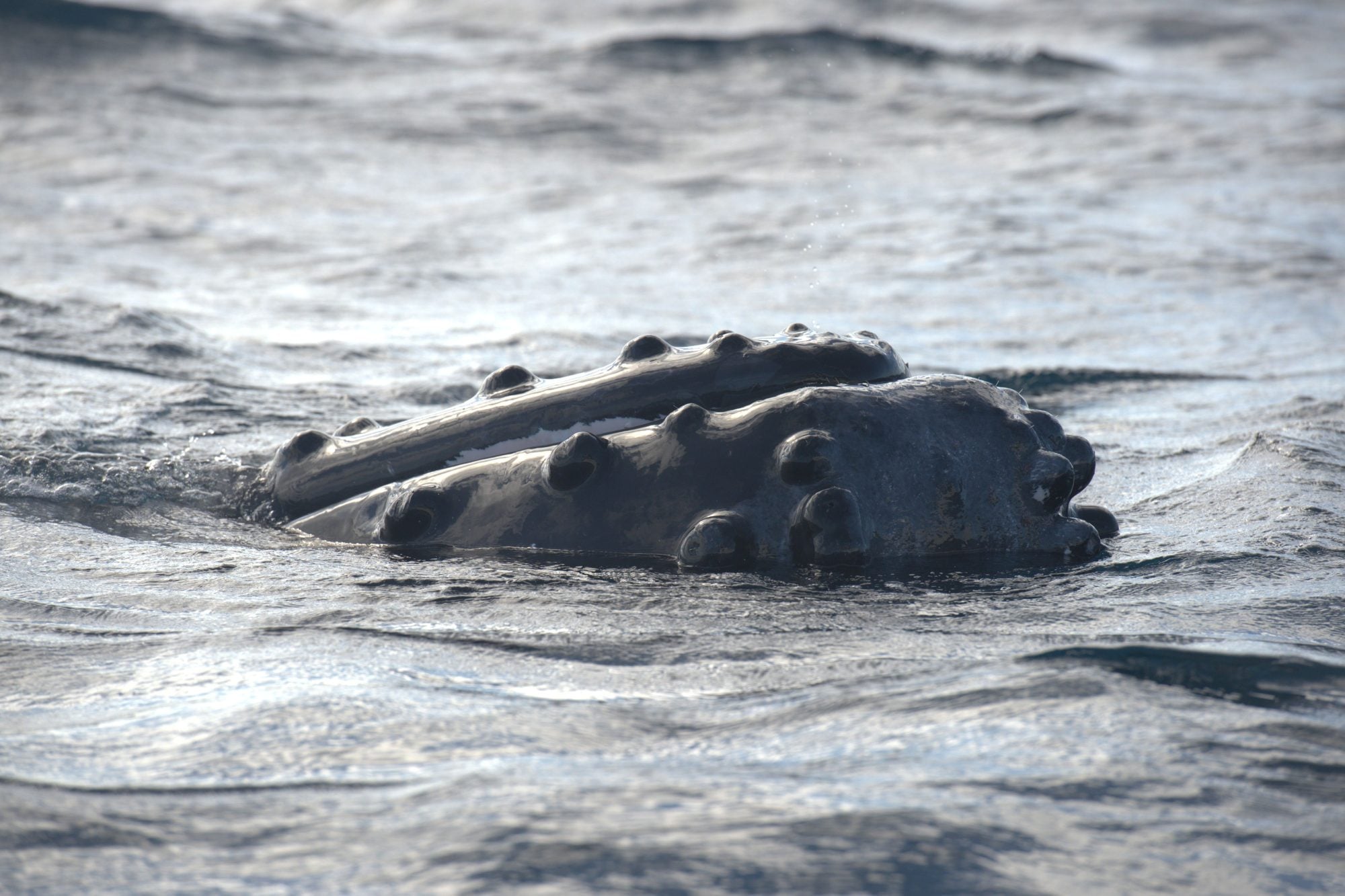 Why do humpback whales wear seaweed wigs? - Whale and Dolphin Conservation