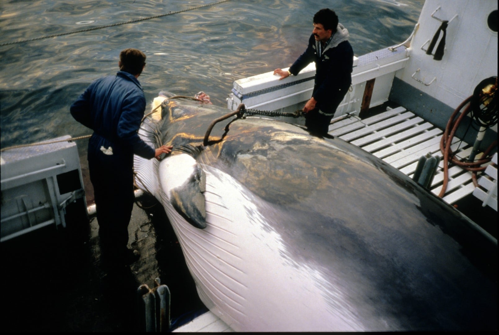 How views on whaling in Norway are changing - Whale and Dolphin ...
