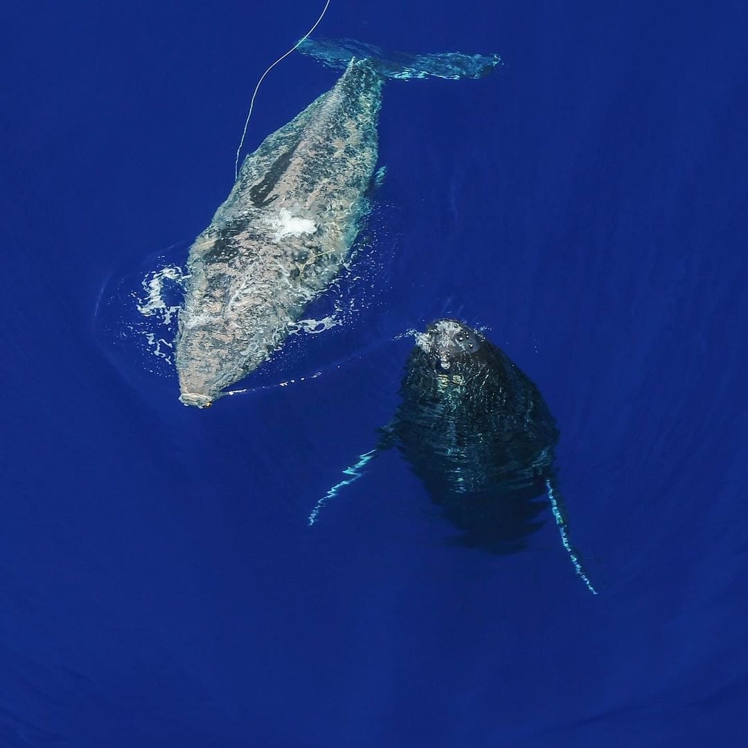 The journey of an entangled whale - Whale and Dolphin Conservation