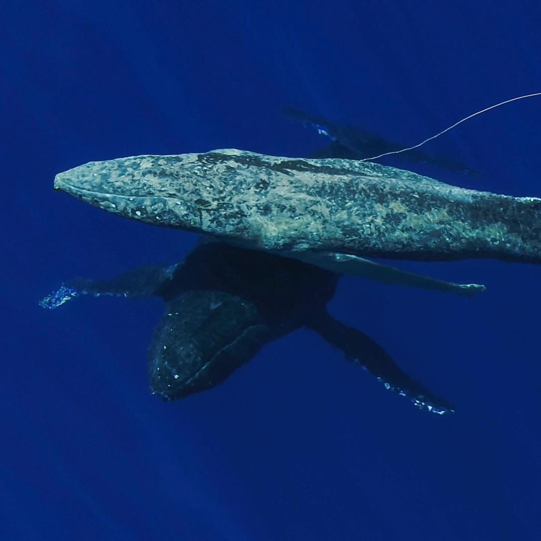 The journey of an entangled whale - Whale and Dolphin Conservation