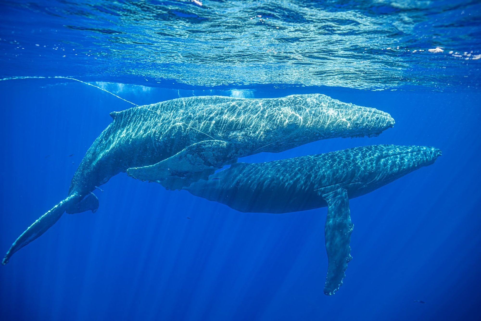 The journey of an entangled whale - Whale and Dolphin Conservation