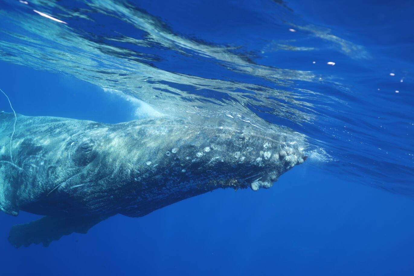 The journey of an entangled whale - Whale and Dolphin Conservation