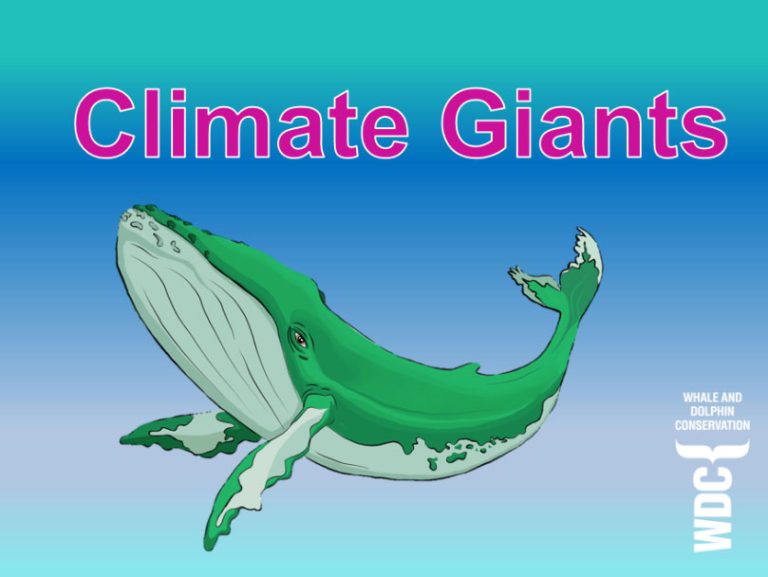 Educational Resources - Whale and Dolphin Conservation