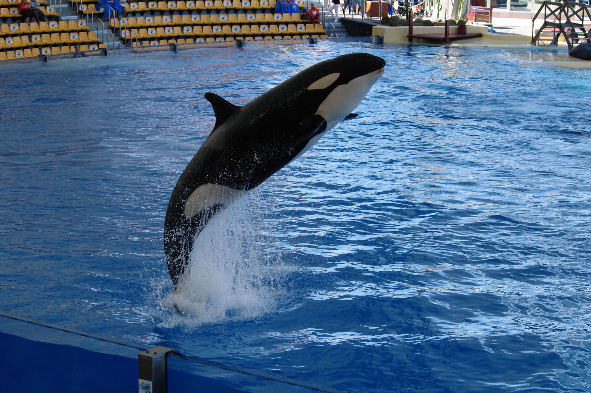Don't go to the show campaign - Whale and Dolphin Conservation