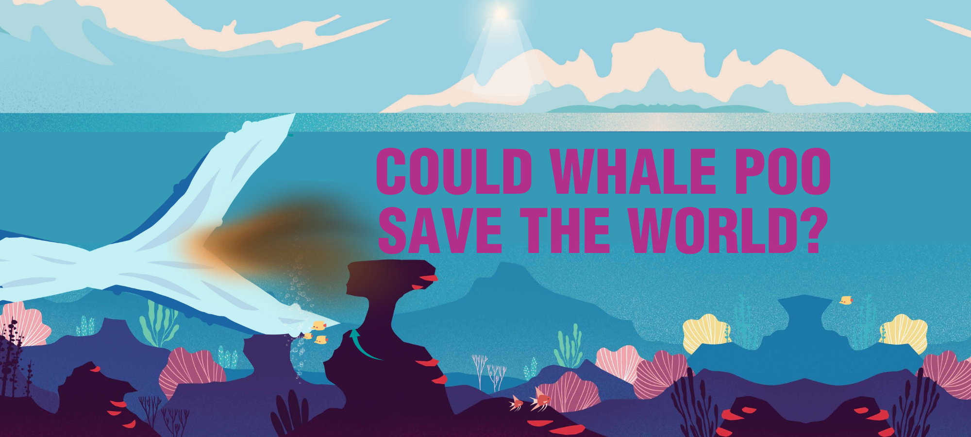 Could whale poo save the world? - Whale and Dolphin Conservation