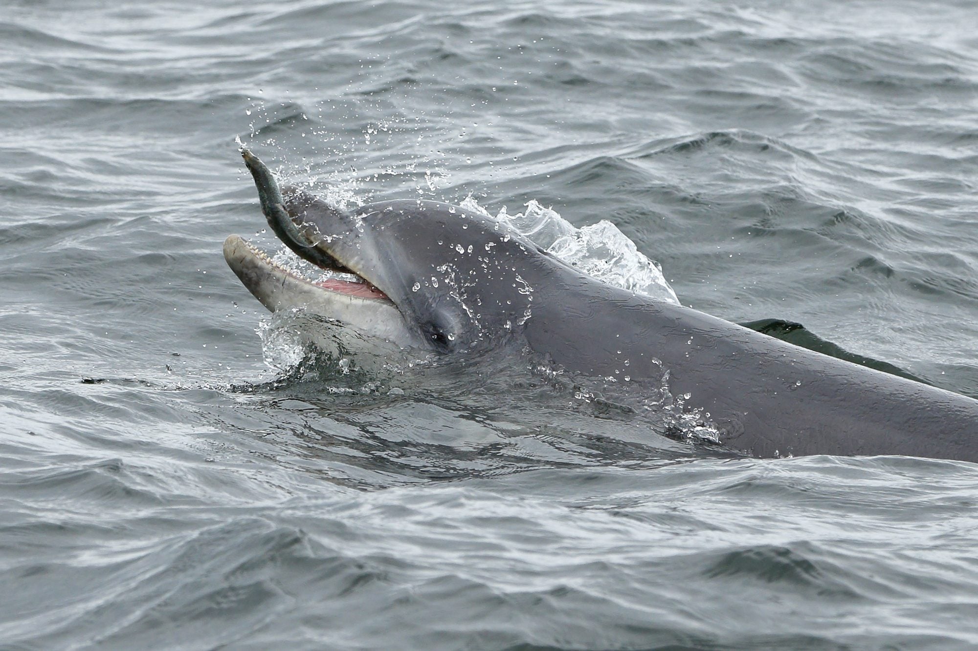 When is the best time to see dolphins in Scotland? - Whale and Dolphin ...