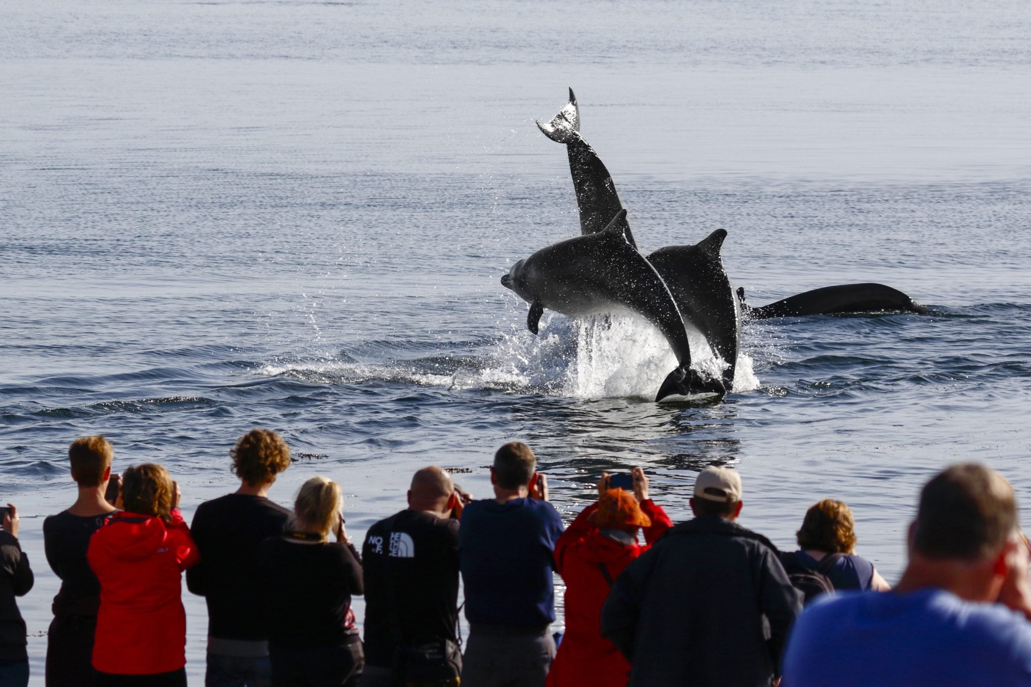 When is the best time to see dolphins in Scotland? - Whale and Dolphin ...