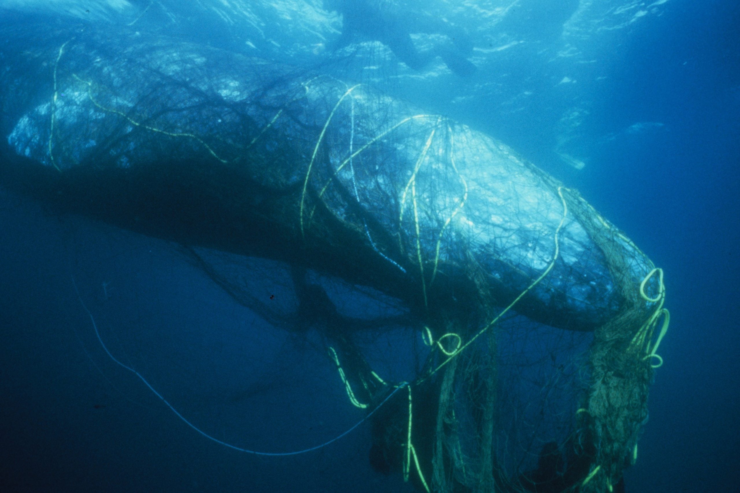 How to remove ghost gear? - Whale and Dolphin Conservation