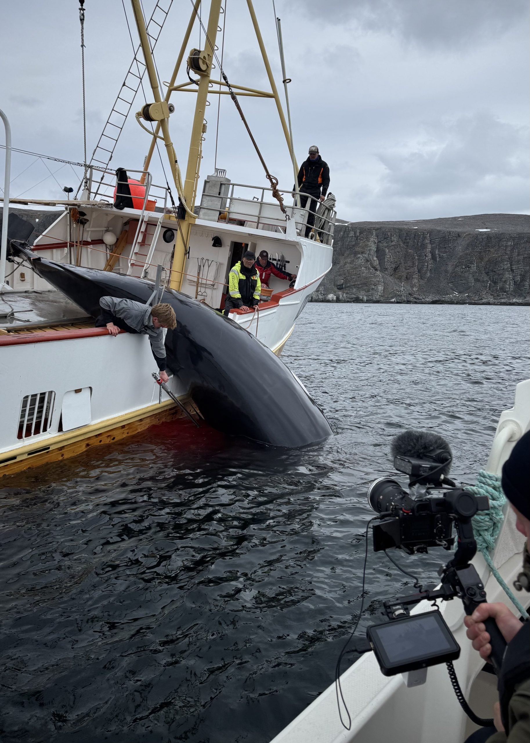Hundreds of whales killed as latest hunt season in Norway ends - Whale ...