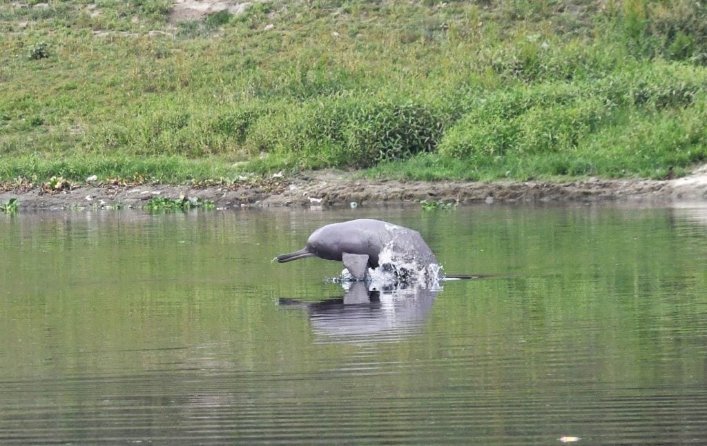 How to save the Ganges river dolphin in Bangladesh? - Whale and Dolphin ...