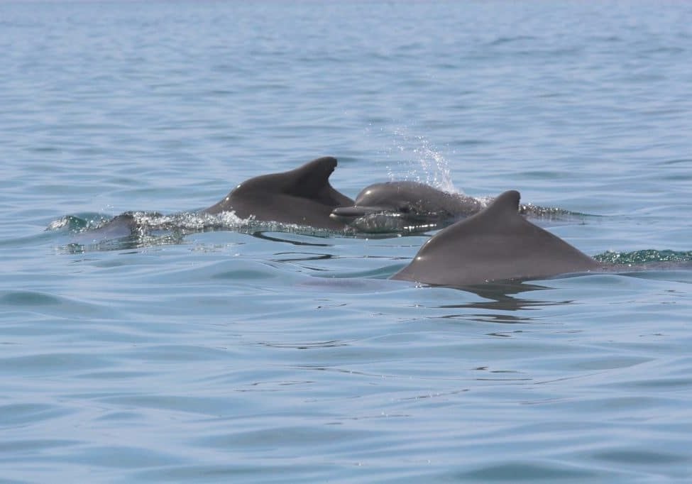 News & Insights - Whale and Dolphin Conservation