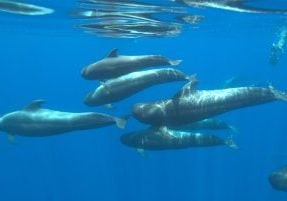 High levels of toxic contaminants in whale meat sold to public - Whale ...