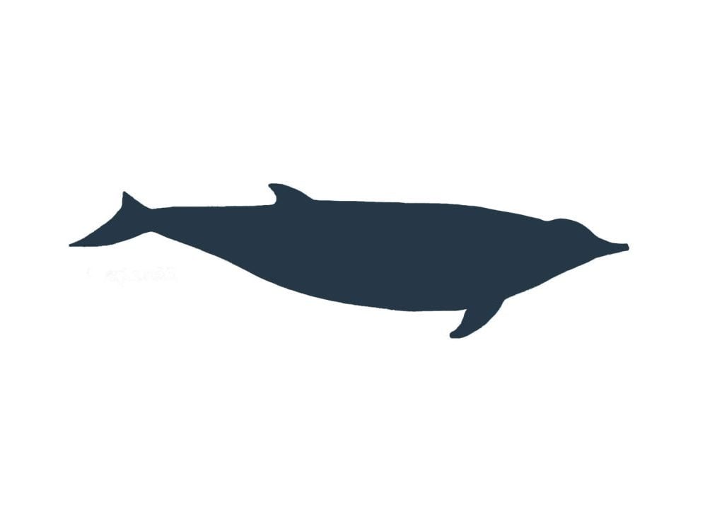 Whale and dolphin species guide - Whale and Dolphin Conservation