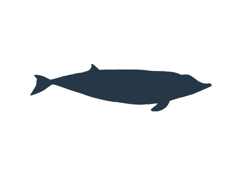 Whale and dolphin species guide - Whale and Dolphin Conservation