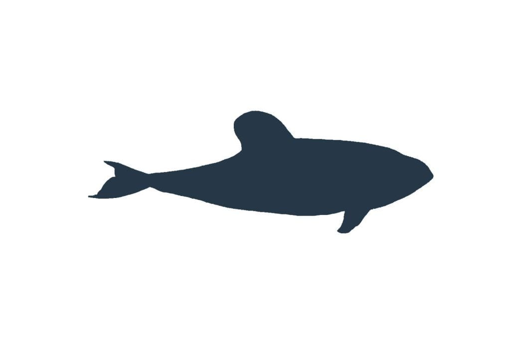 Whale and dolphin species guide - Whale and Dolphin Conservation