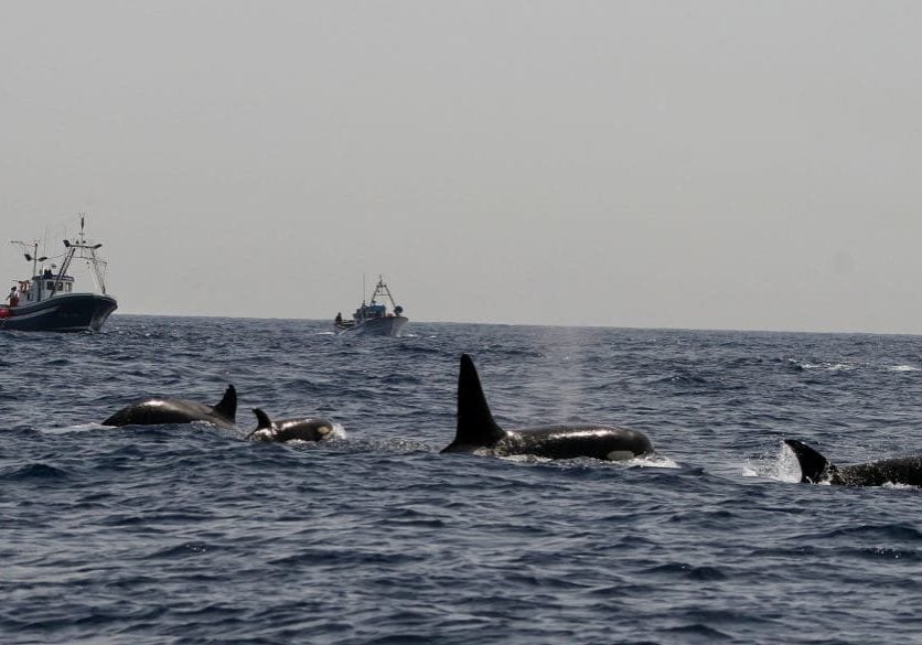 Facts about orcas (killer whales) | Whale and Dolphin Conservation